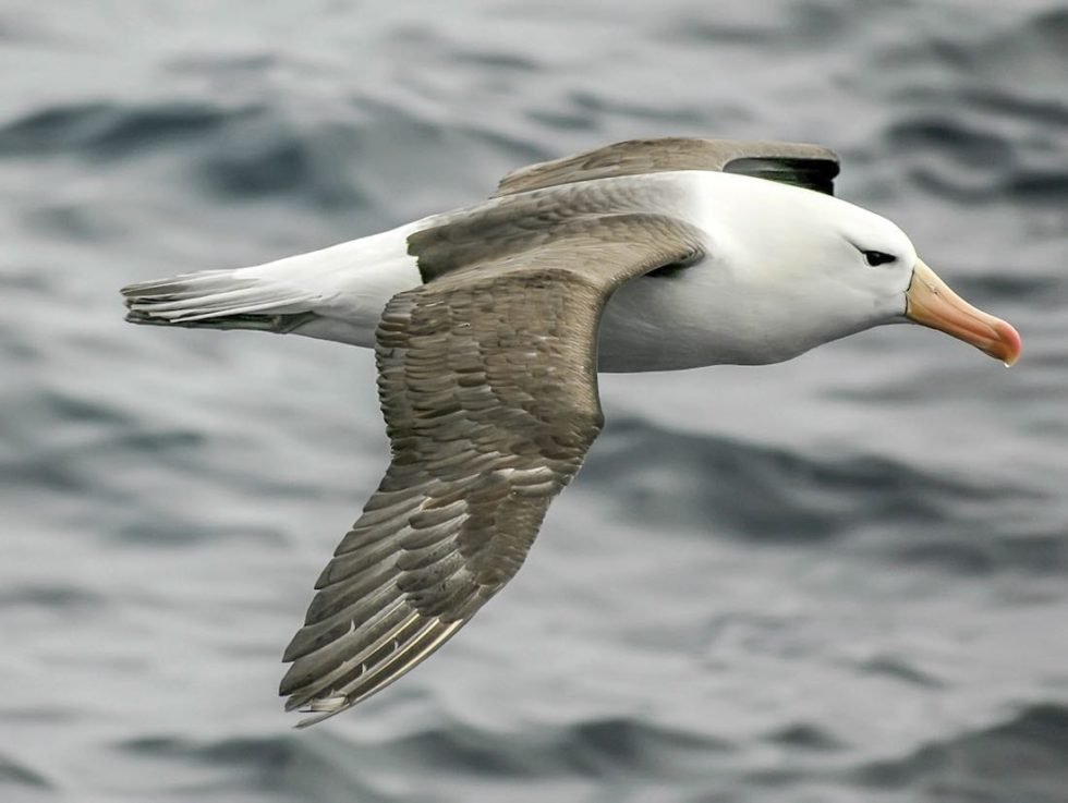 Animals in Antarctica: Discover the Wildlife in Antarctica | LANDED Travel