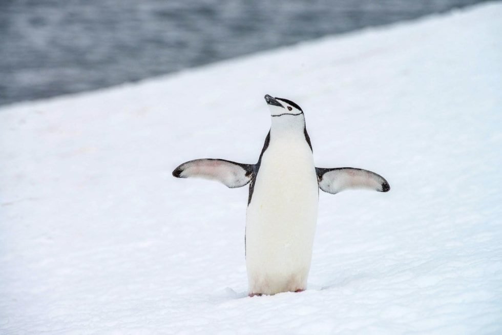 Animals in Antarctica: Discover the Wildlife in Antarctica | LANDED Travel