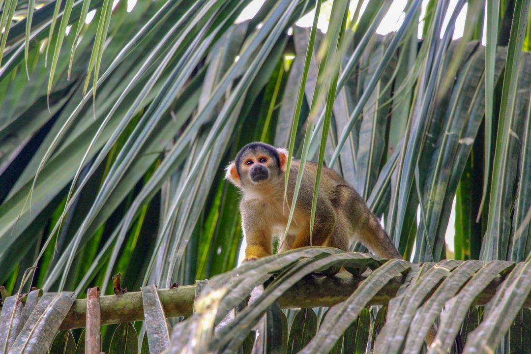 Visit Madidi National Park: Travel to Bolivia | LANDED Travel