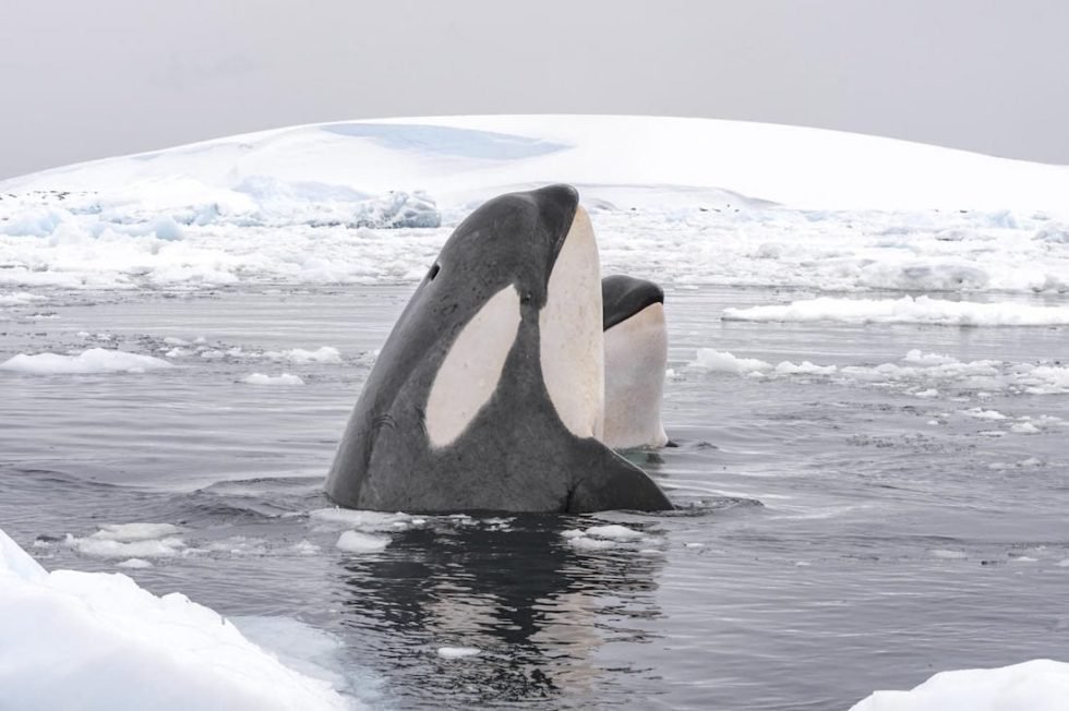 Animals in Antarctica: Discover the Wildlife in Antarctica | LANDED Travel