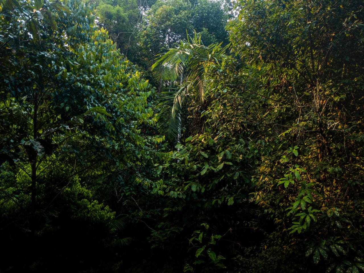 Refugio Amazonas Lodge | Southern Amazon Peru Hotels